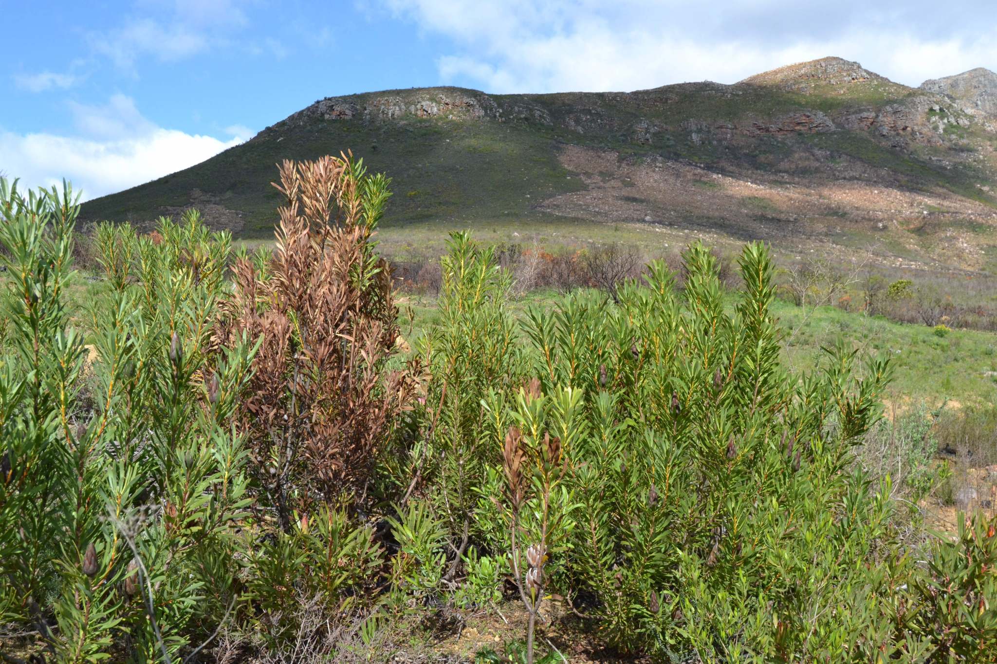 Protecting the Fynbos Biome: South Africa’s greatest natural resource ...