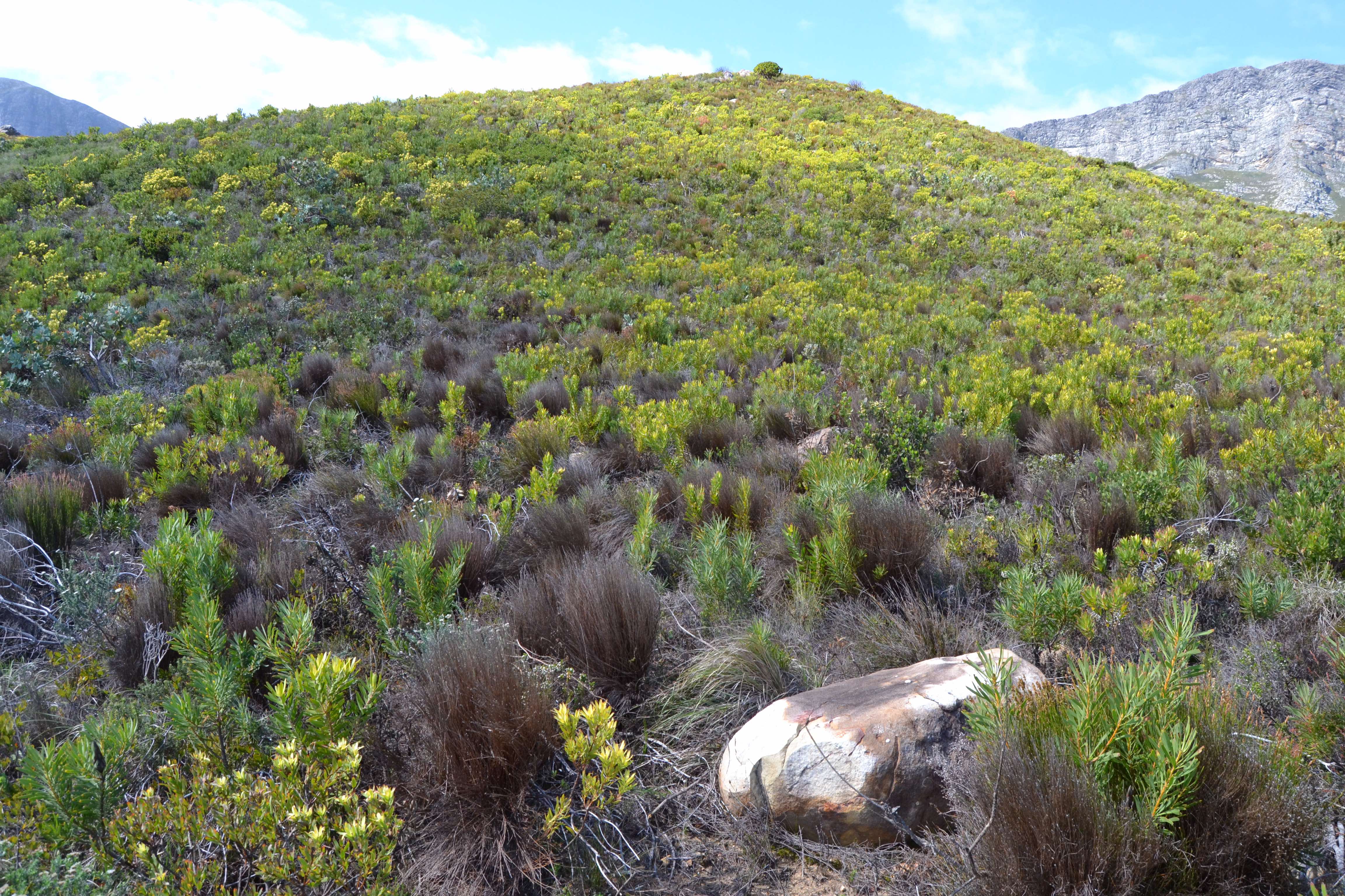Protecting the Fynbos Biome: South Africa’s greatest natural resource ...